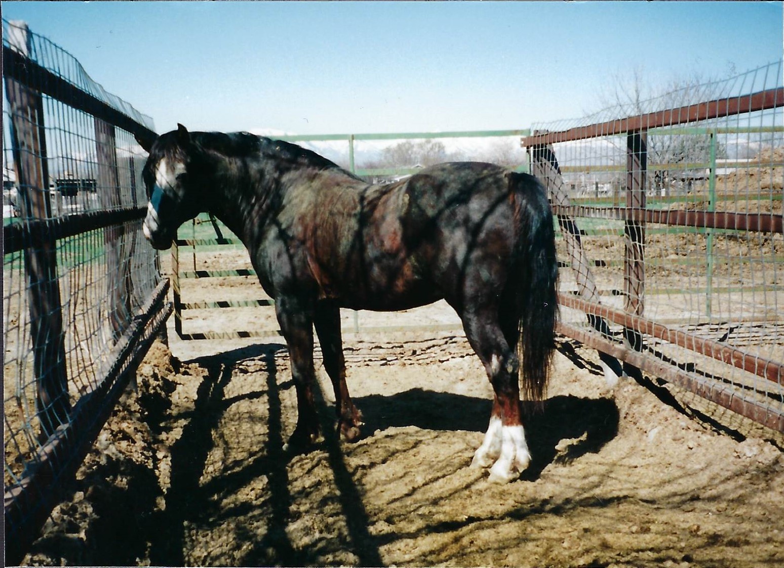 Stallions - Proud Morgans - Breeding, Training, and Selling Gaited Morgans