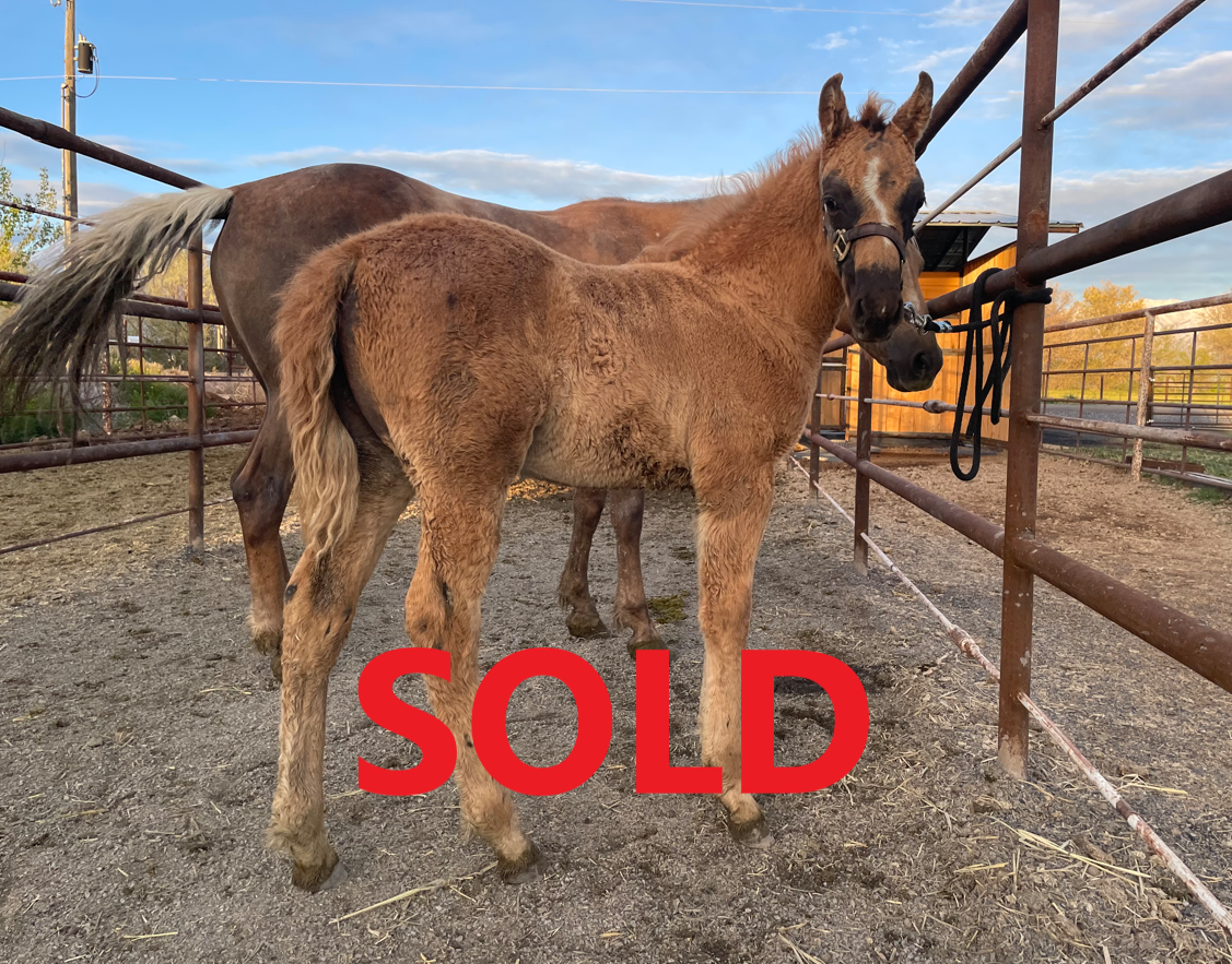 For Sale - Proud Morgans - Breeding, Training, and Selling Gaited Morgans